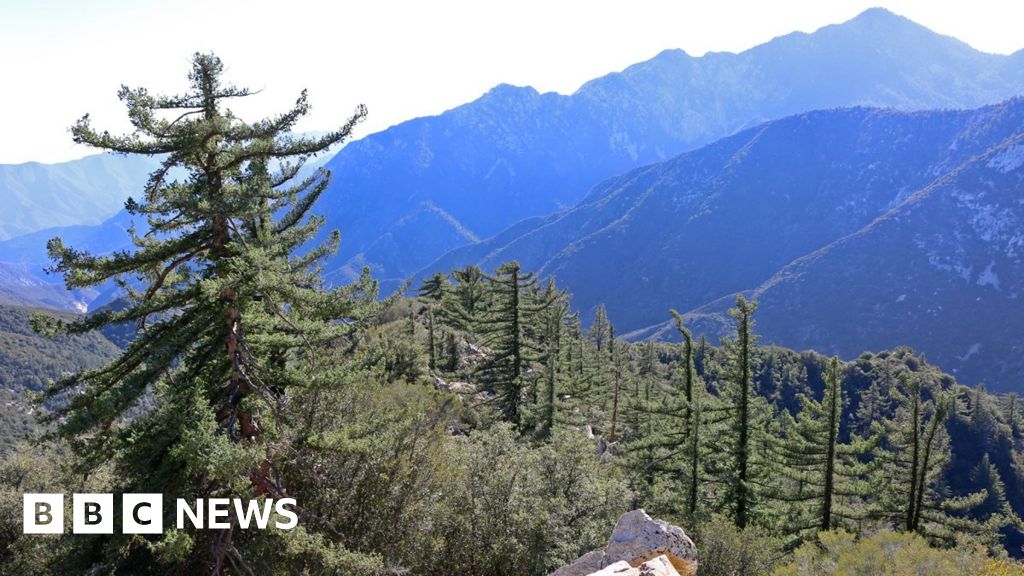 Climate change: One man's fight to save a California tree