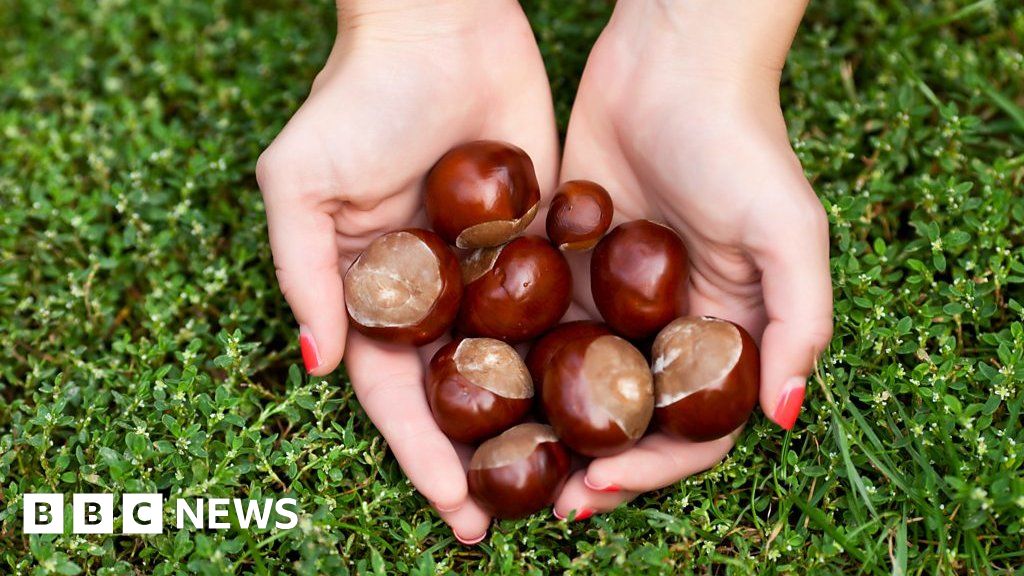 The plight of the conker - BBC News