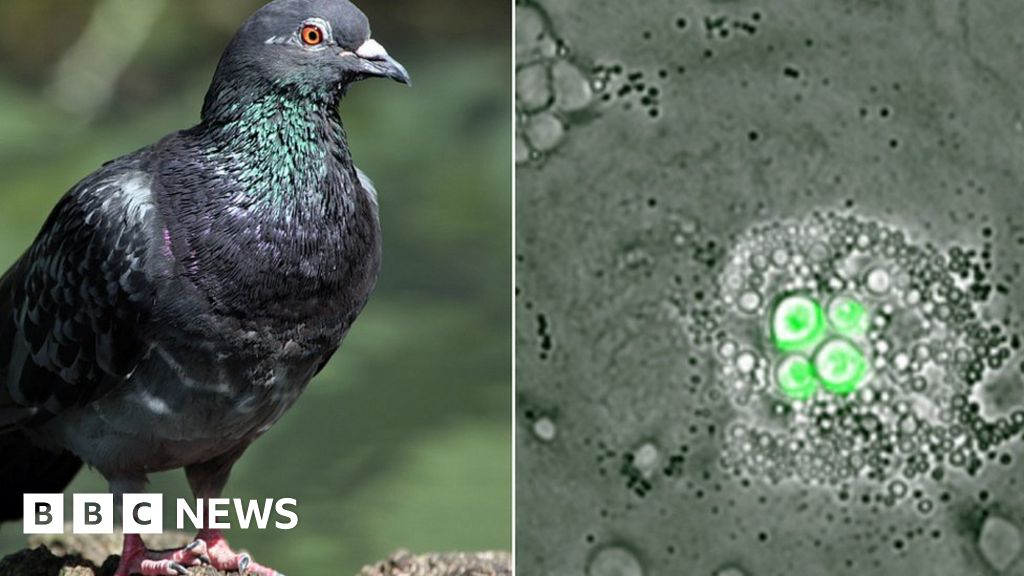 White blood cell found in birds 'can destroy fatal infection' - BBC News