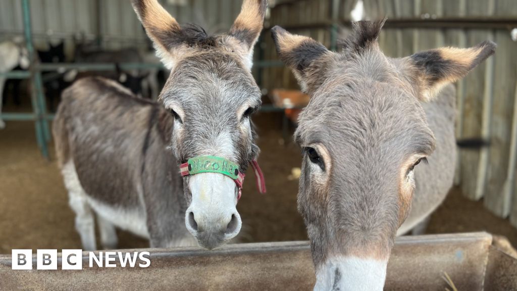 The UK charity helping Holy Land donkeys