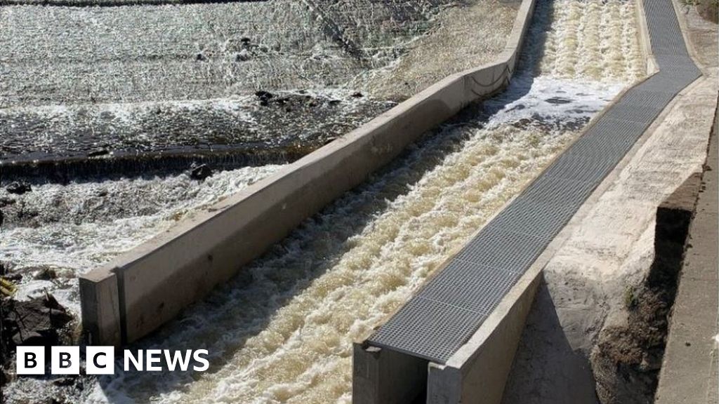River Don salmon return for 'first time in 200 years' - BBC News