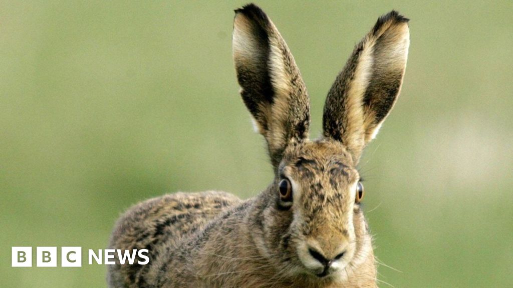 Five men plead guilty to North Frodingham hare coursing offences