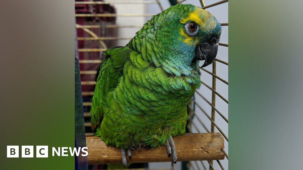 Overweight Norfolk parrot Bud 'would drop to the floor' - BBC News