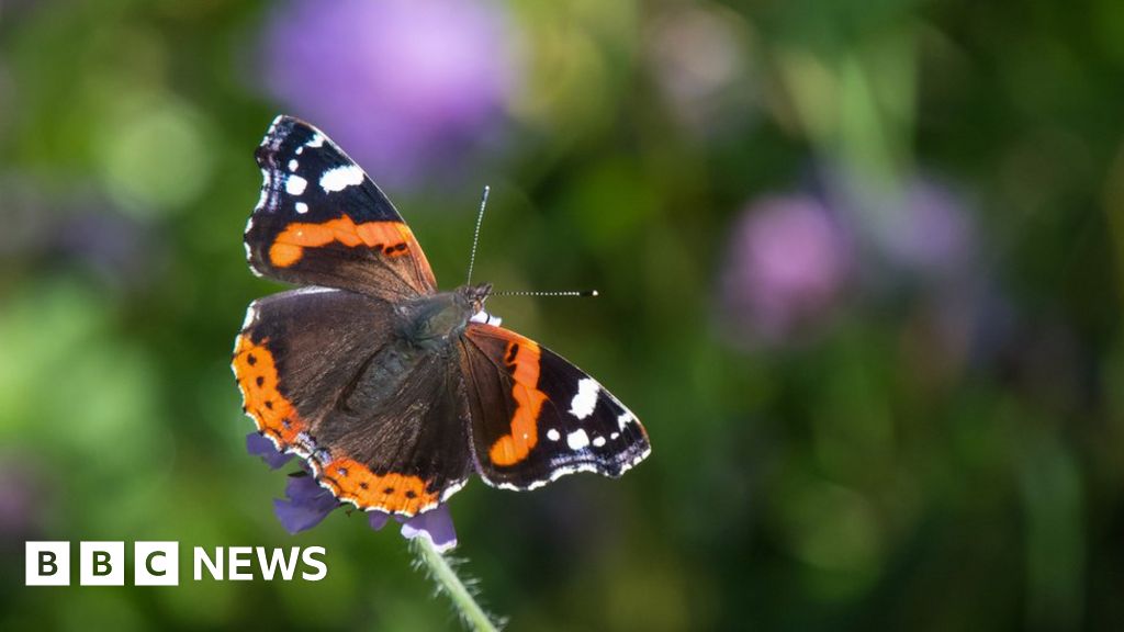 Mild weather helps Red Admiral butterfly births