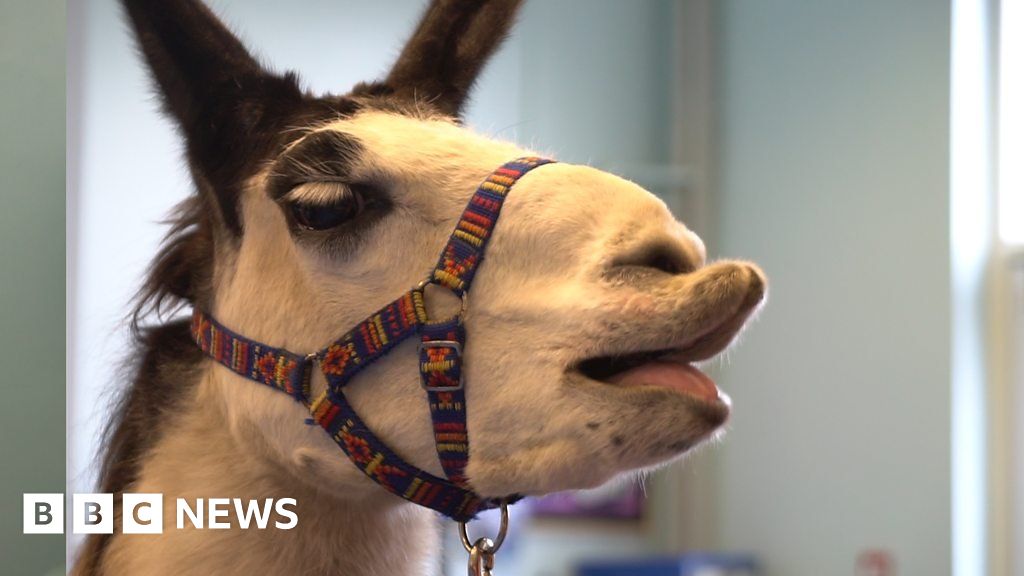 Are classrooms calmer with a llama?