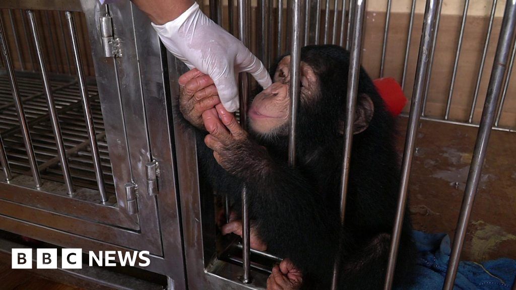 How a BBC report helped rescue baby chimps in Nepal - BBC News