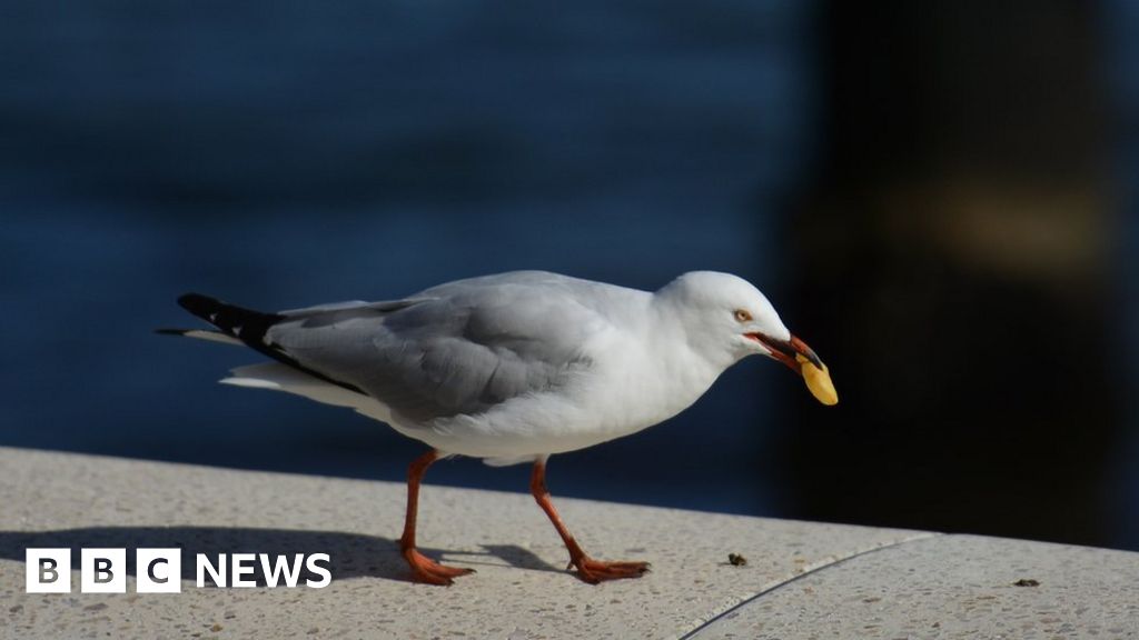 Scarborough: Arrest after seagull killed on pavement - BBC News