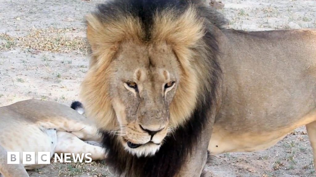 What we know about Cecil the lion and how his killing could affect his ...