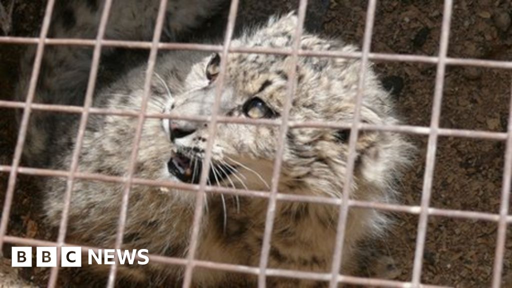 Snow leopards: Numbers decline due to 'retaliation' - BBC News