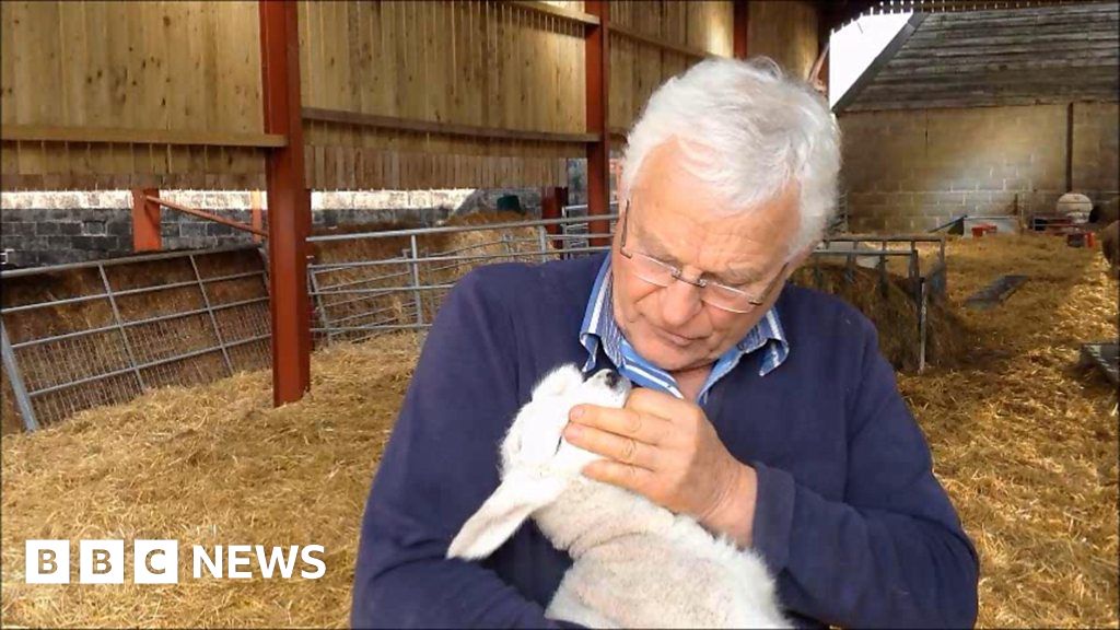Sudbury farmer's kiss-of-life for lamb - BBC News