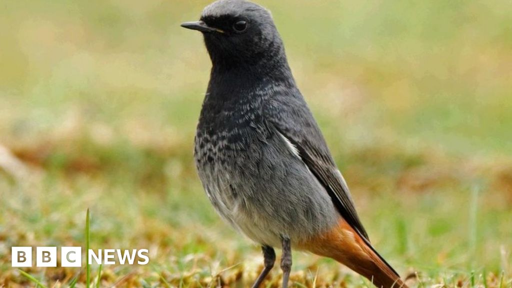Rare sighting of 'bomb-site bird' in Nottingham excites charity - BBC News