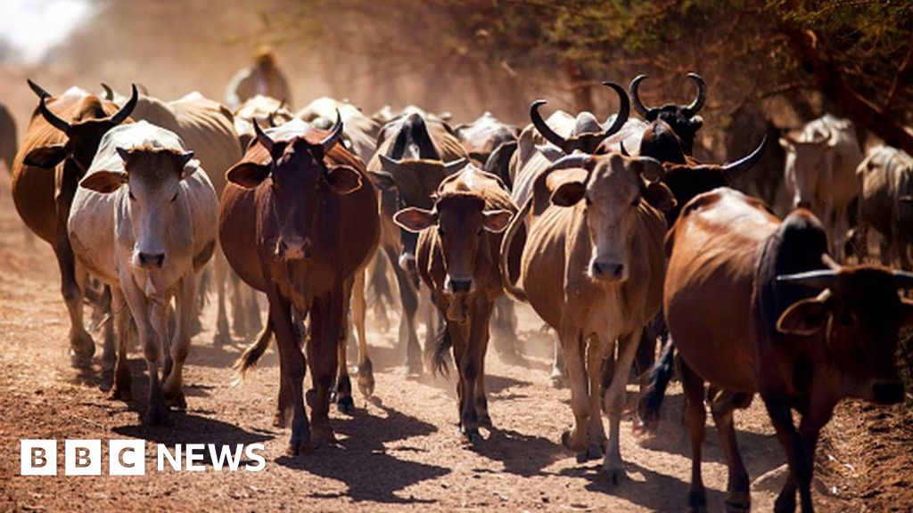 Zimbabweans donate cattle to AU after Robert Mugabe appeal - BBC News