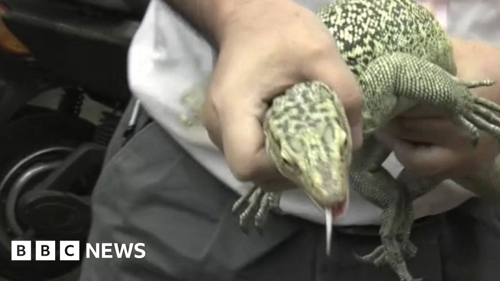 Precarious rescue for runaway lizard - BBC News