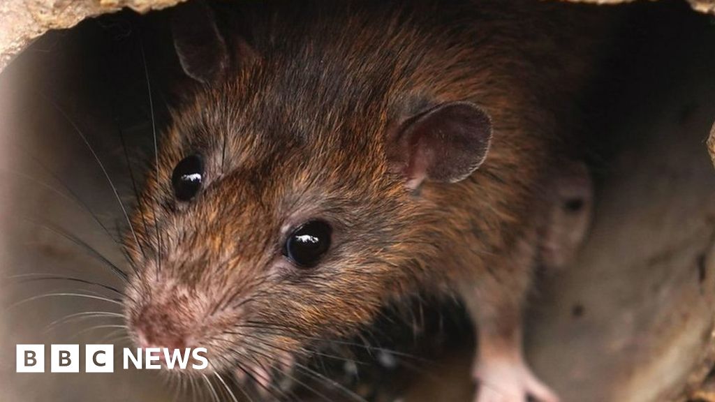 Swansea: Watch rats scurrying near city centre gym