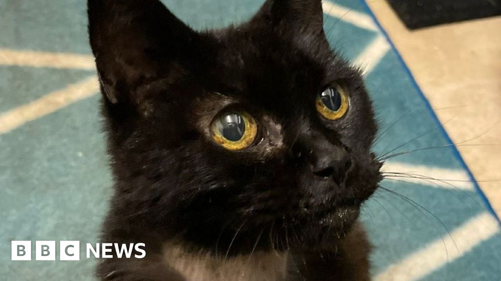 Kidderminster 'lifeless' cat found in bin doing incredibly well - BBC News