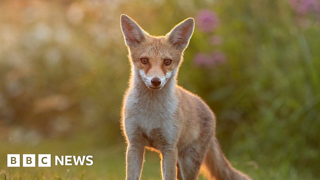 'Why I photograph London's urban foxes' - BBC News