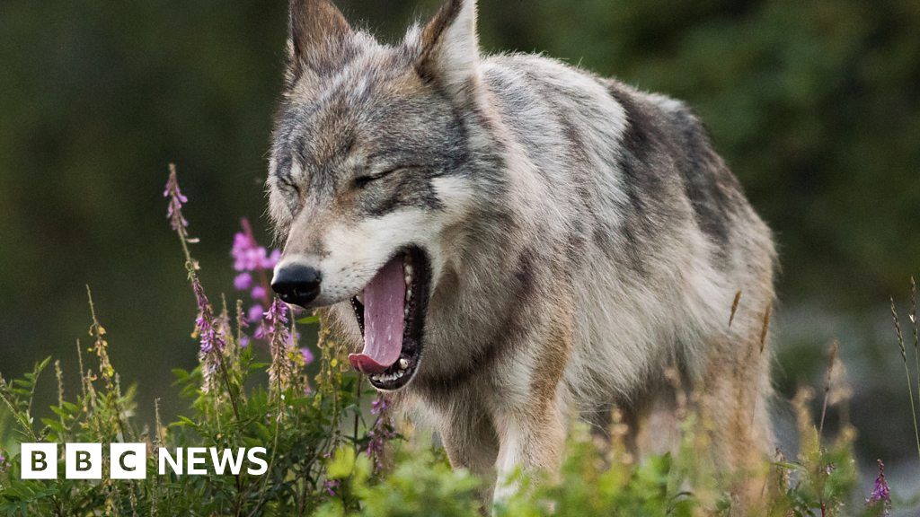 Incredible soundscape from the wilds of Alaska