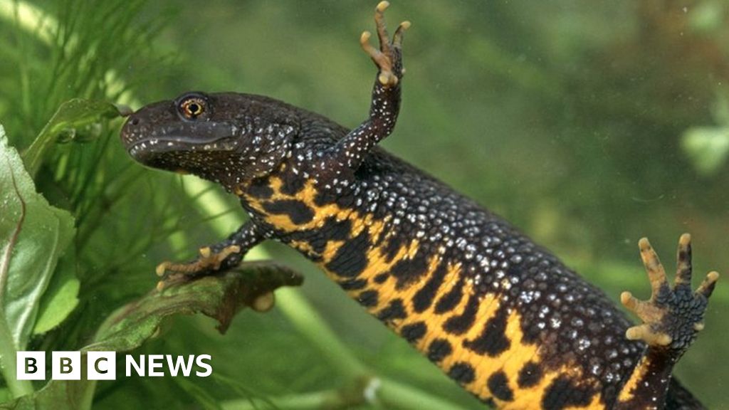 New ponds to encourage Great Crested Newts in Dorset - BBC News