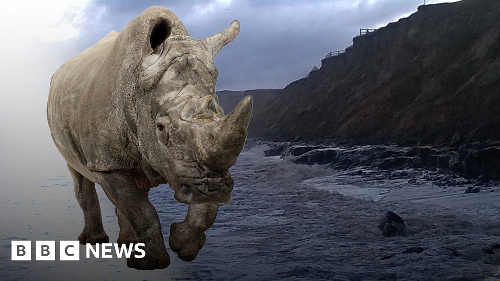 Norfolk beach rhino fossil revealed by storm surge - BBC News