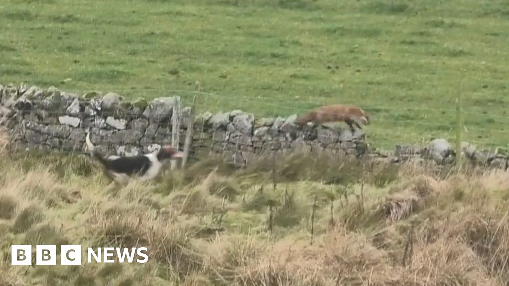 Kelso fox hunt film reported to police - BBC News