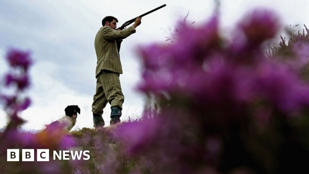 Extreme weather hits Scotland's grouse shooting season - BBC News