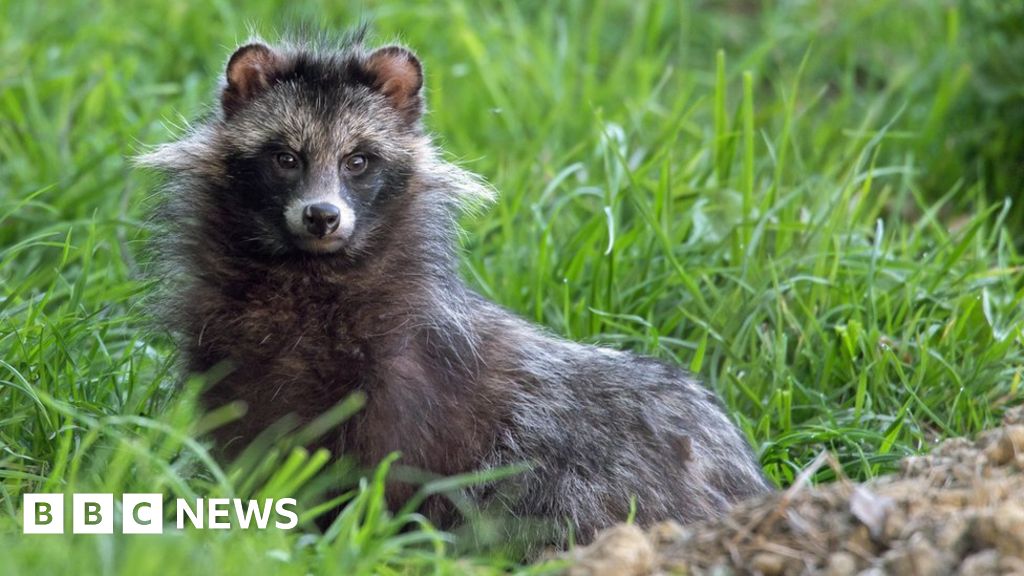 Raccoon dog capture sought by environment minister Lesley Griffiths ...