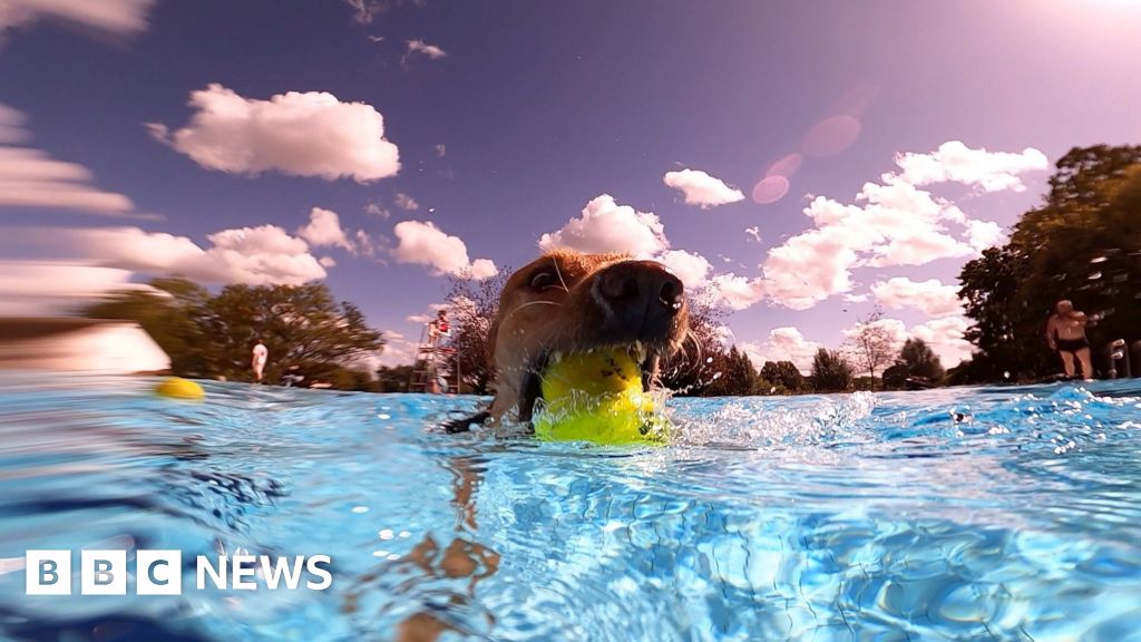 Dogs and owners share outdoor pools in Abingdon and Wallingford - BBC News