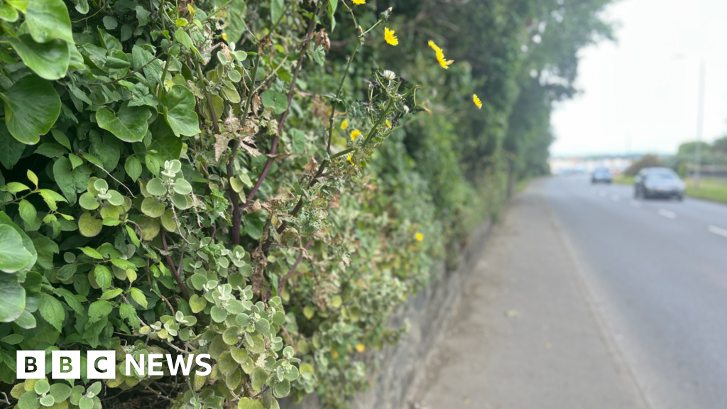Guernsey islanders urged to trim hedges in 'sustainable way'
