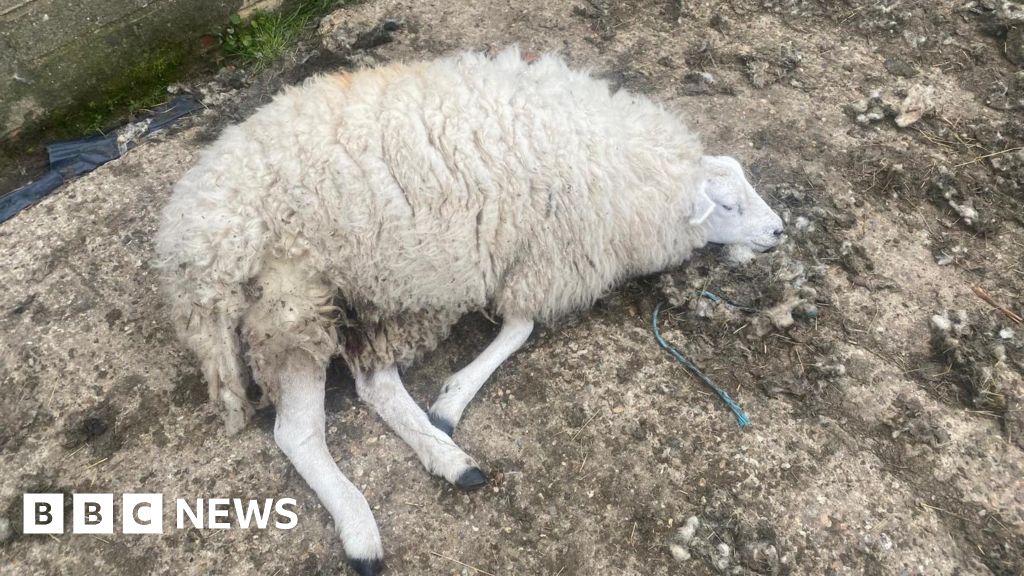 Ashdown Forest: Sheep killed in dog attack, rangers say