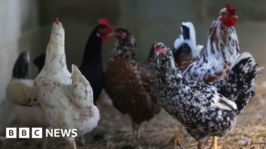 Jersey bird keepers urged to register animals after law change
