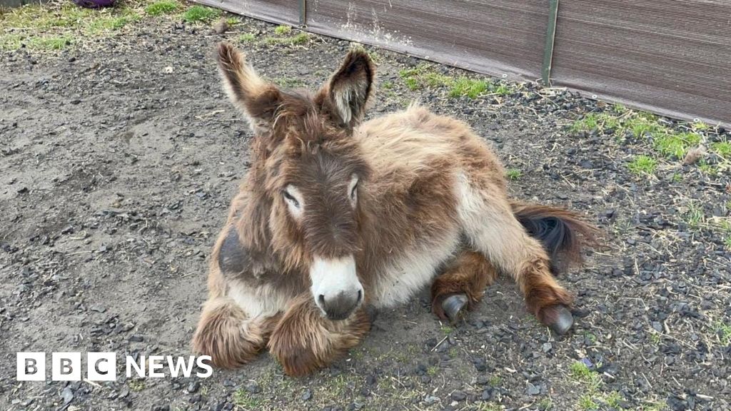 Durham donkey rescue struggling to rehome animals - BBC News
