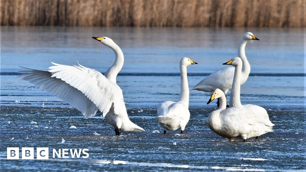 Record number of whooper swans at Lincolnshire wildlife reserve