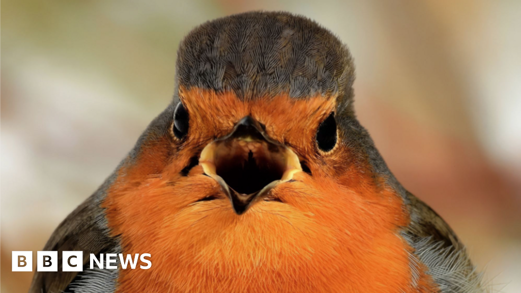 Photography competition celebrates Thames Valley's wildlife - BBC News