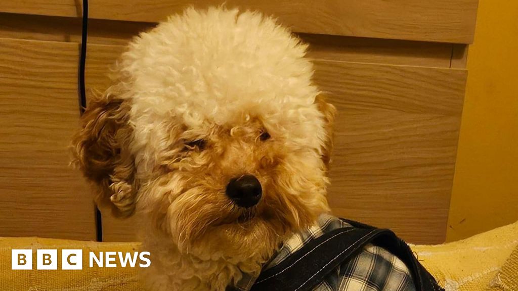 Families speak of devastation amid rise of dog attacks