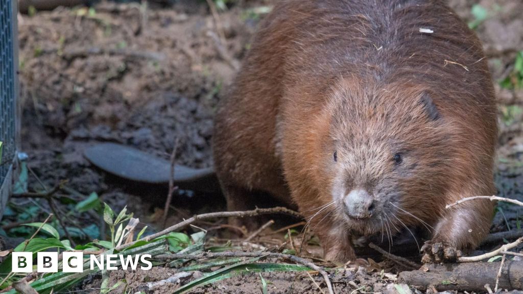 Worcestershire's beaver family thriving in Wyre Forest home