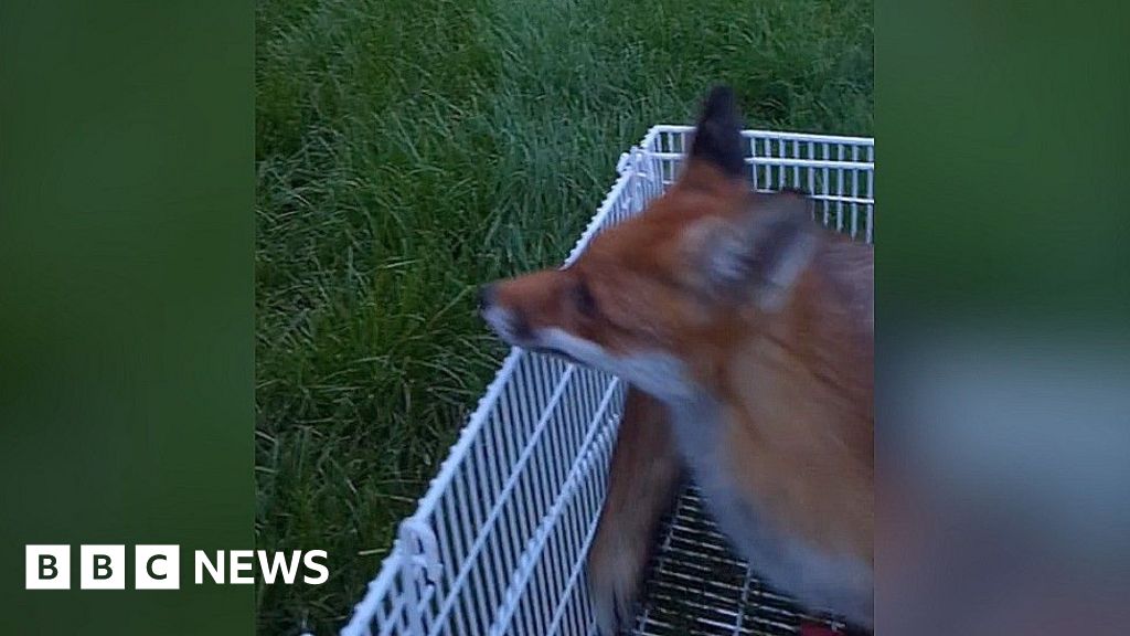 Somerset RSPCA warning as fox found trapped in netting