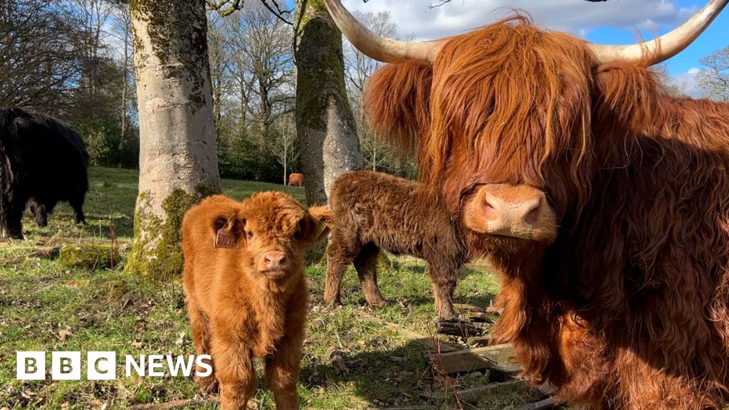 How this Scottish park names its famous Highland cows - BBC News