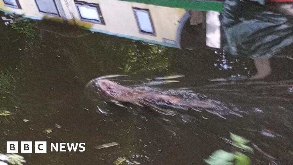 Wolverhampton runner's otter joy at spotting creature in canal - BBC News