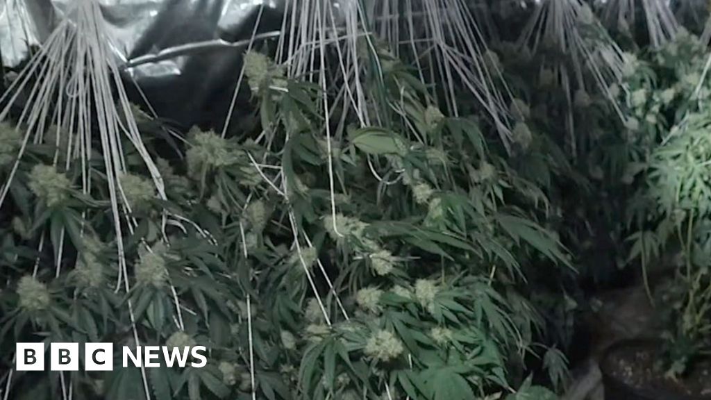 Inside a huge High Street cannabis farm in Huntingdon - BBC News