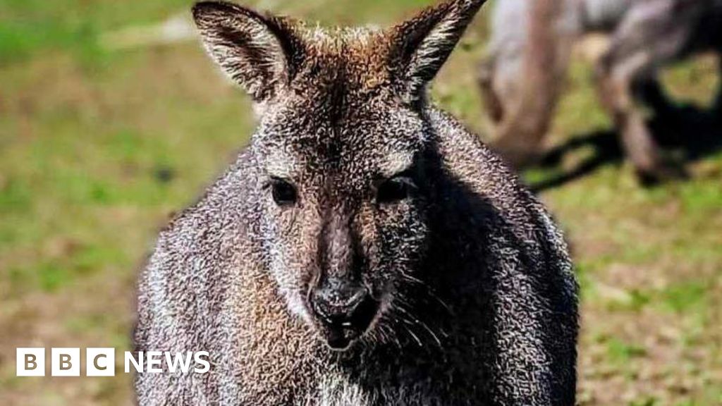 On-the-run wallaby found dead after search effort