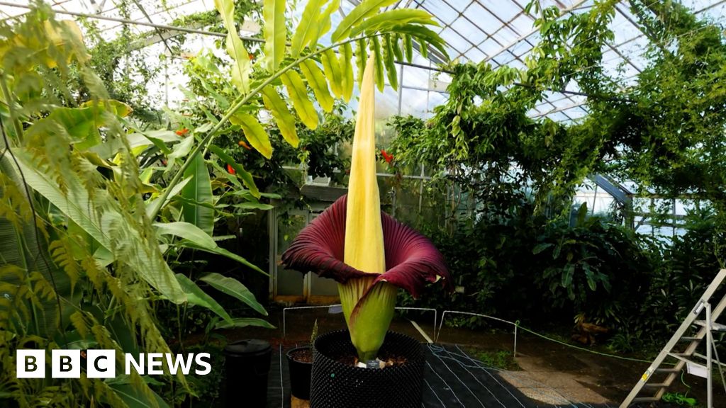 Rare 'corpse flower' blooms in botanical gardens - BBC News
