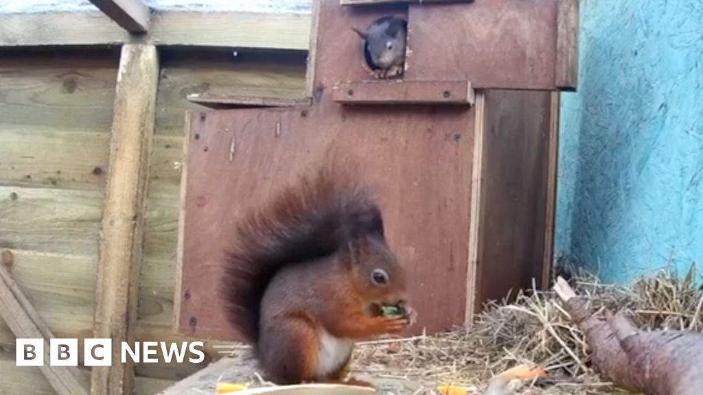 Two endangered red squirrels born at Norfolk holiday park - BBC News