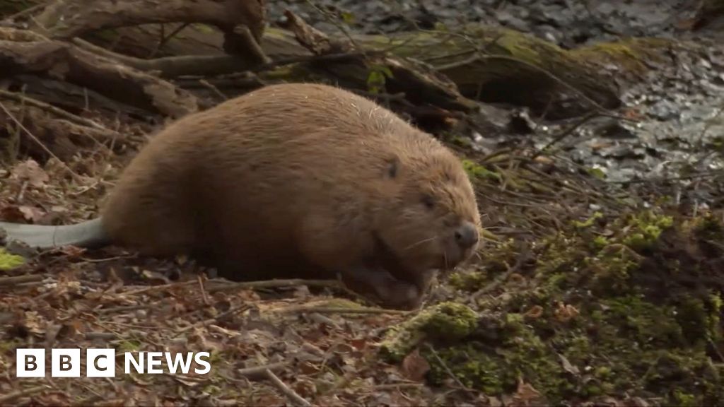 Watch: First-ever beavers from Scotland released in England - BBC News