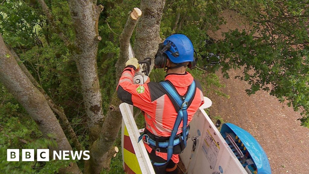 Climate change a growing problem as power network cuts more trees - BBC News