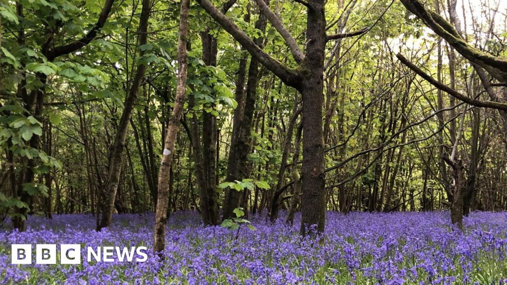 Brighton: Hundreds of infected trees to be cut down in park - BBC News