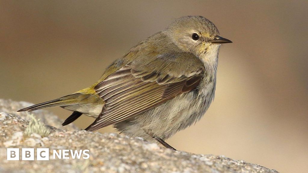 Warbler sighting is first for England, experts say - BBC News
