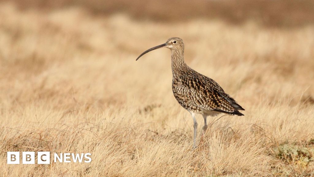 Curlew protection conference in Norfolk features David Gray