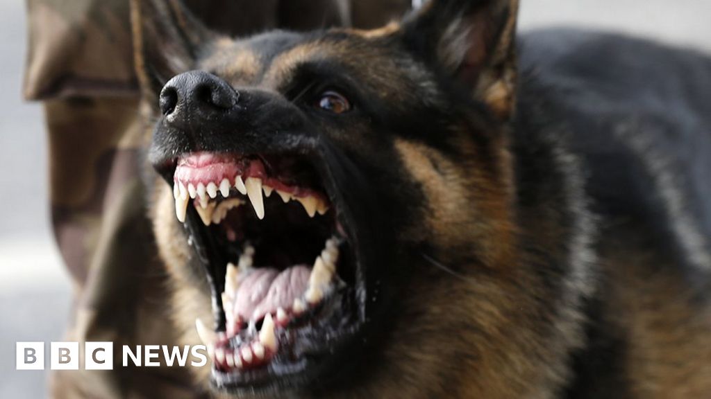 Dog attacks: Merseyside Police campaign aims to prevent bites - BBC News