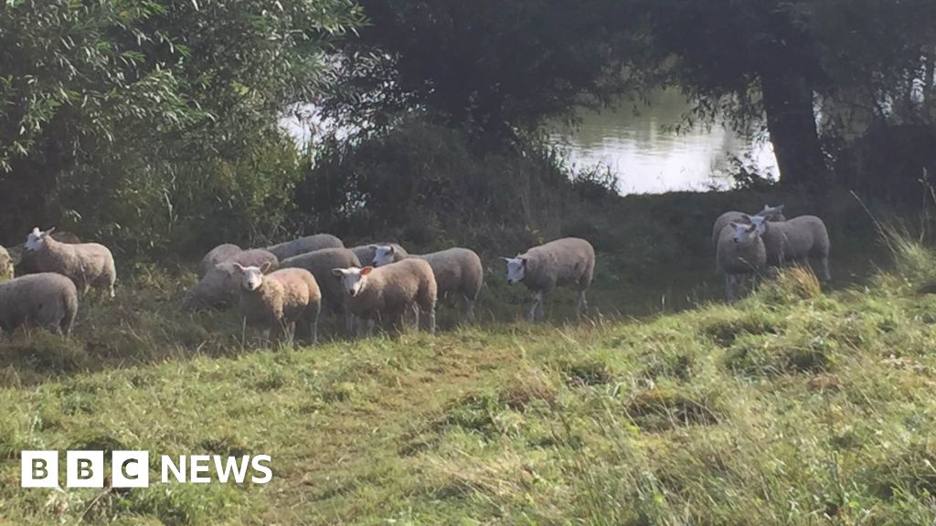 Little Wittenham sheep drown after being chased by dog into river - BBC ...