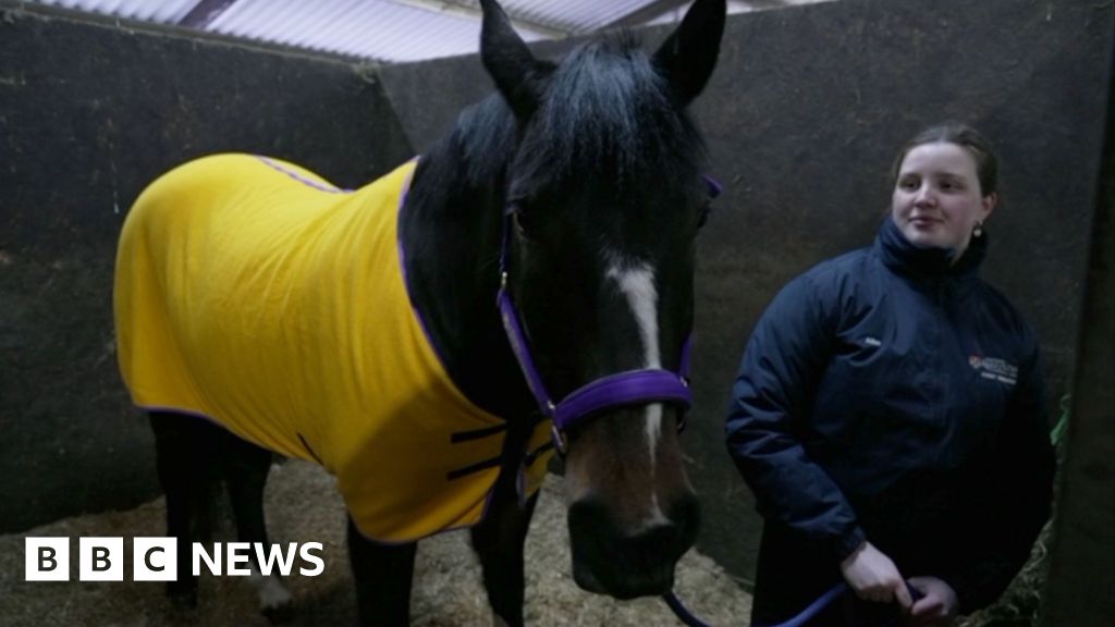 How researchers can learn if a horse is depressed - BBC News